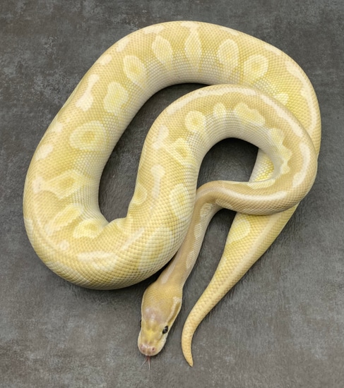 800g Crystal Ball Python by Rep-Tails