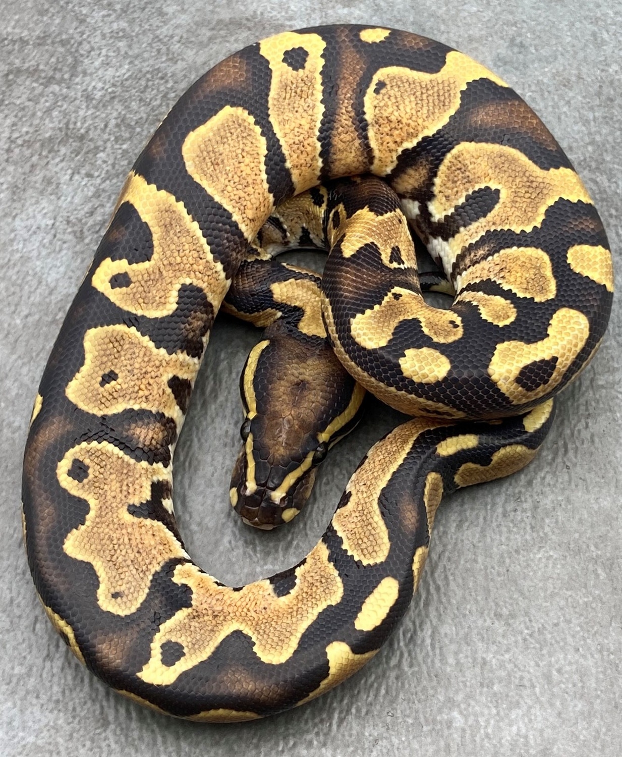Vanilla DH TSK Axanthic/pied Ball Python by Rep-Tails - MorphMarket
