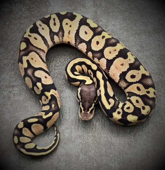 Super Pastel DH TSK Axanthic/desert Ghost Ball Python by Rep-Tails