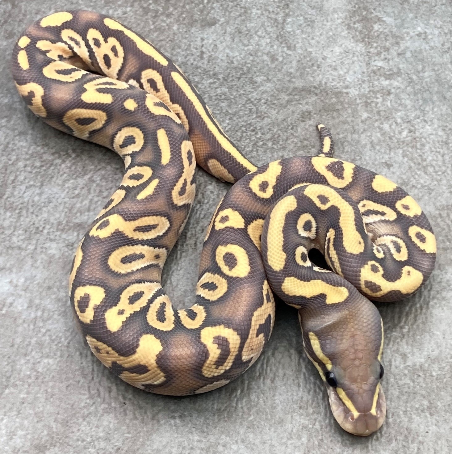 Hypo Pastave Ball Python by Rep-Tails - MorphMarket