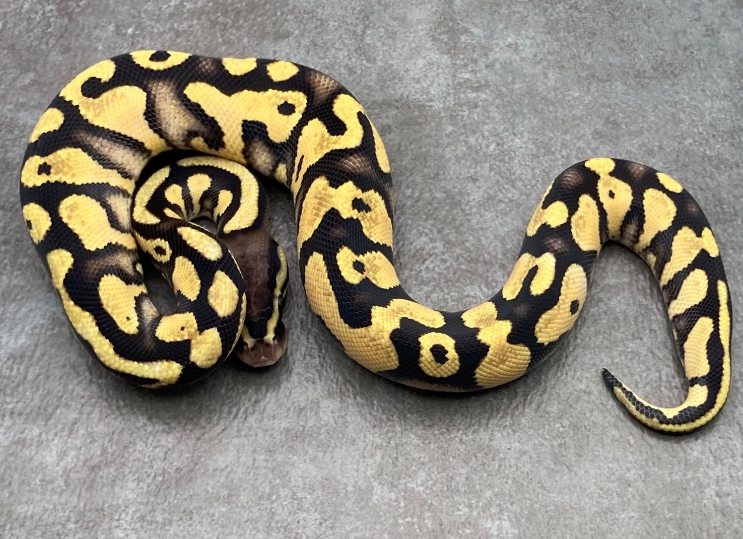 Pastel YB DH VPI Axanthic/desert Ghost Ball Python by Rep-Tails ...