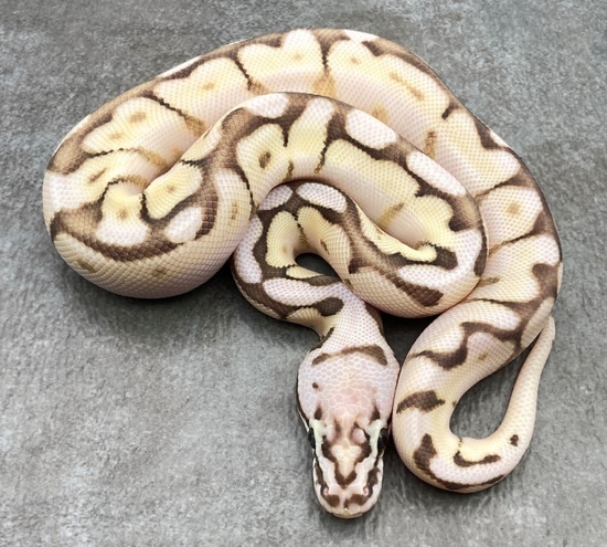 Queen Bee Het Desert Ghost Pos. OD Ball Python by Rep-Tails