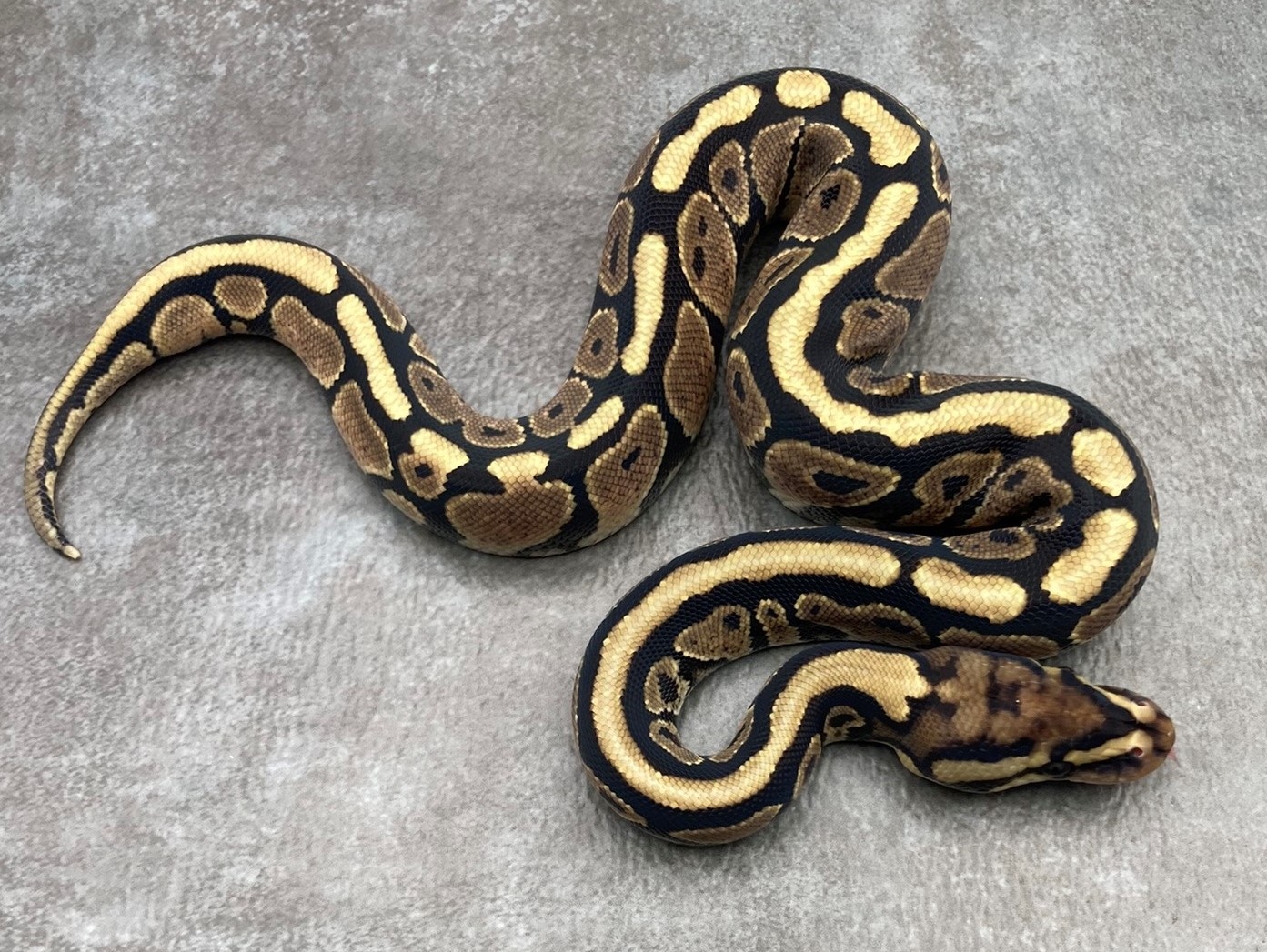 Spotnose Ball Python by Rep-Tails - MorphMarket