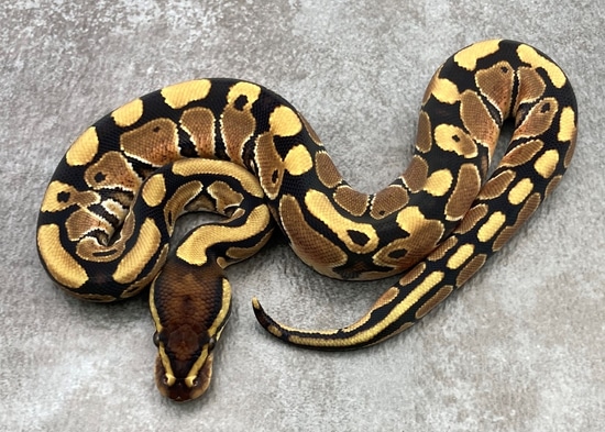 Special (Noco) Ball Python by Rep-Tails