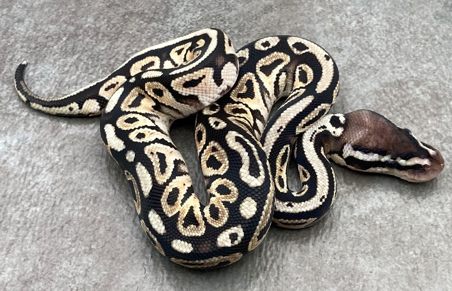 Cypress Pewter Ball Python by Rep-Tails - MorphMarket