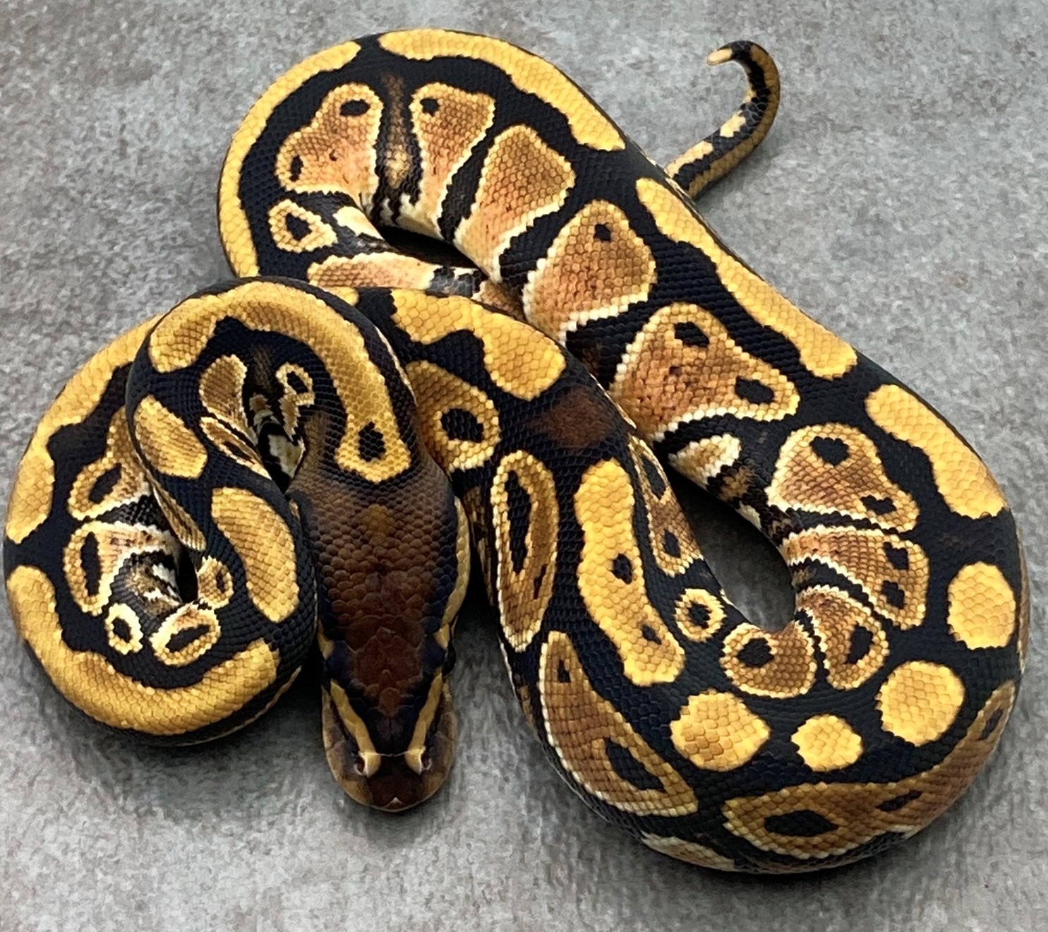 Vanilla Het TSK Axanthic Ball Python by Rep-Tails - MorphMarket