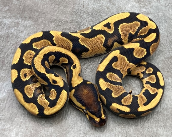 YB Blade DH Clown/lavender Ball Python by Rep-Tails