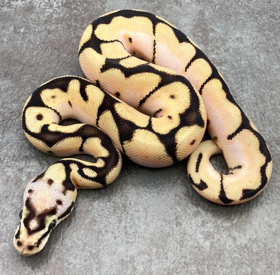 OD Bumble Bee Het Desert Ghost Ball Python by Rep-Tails