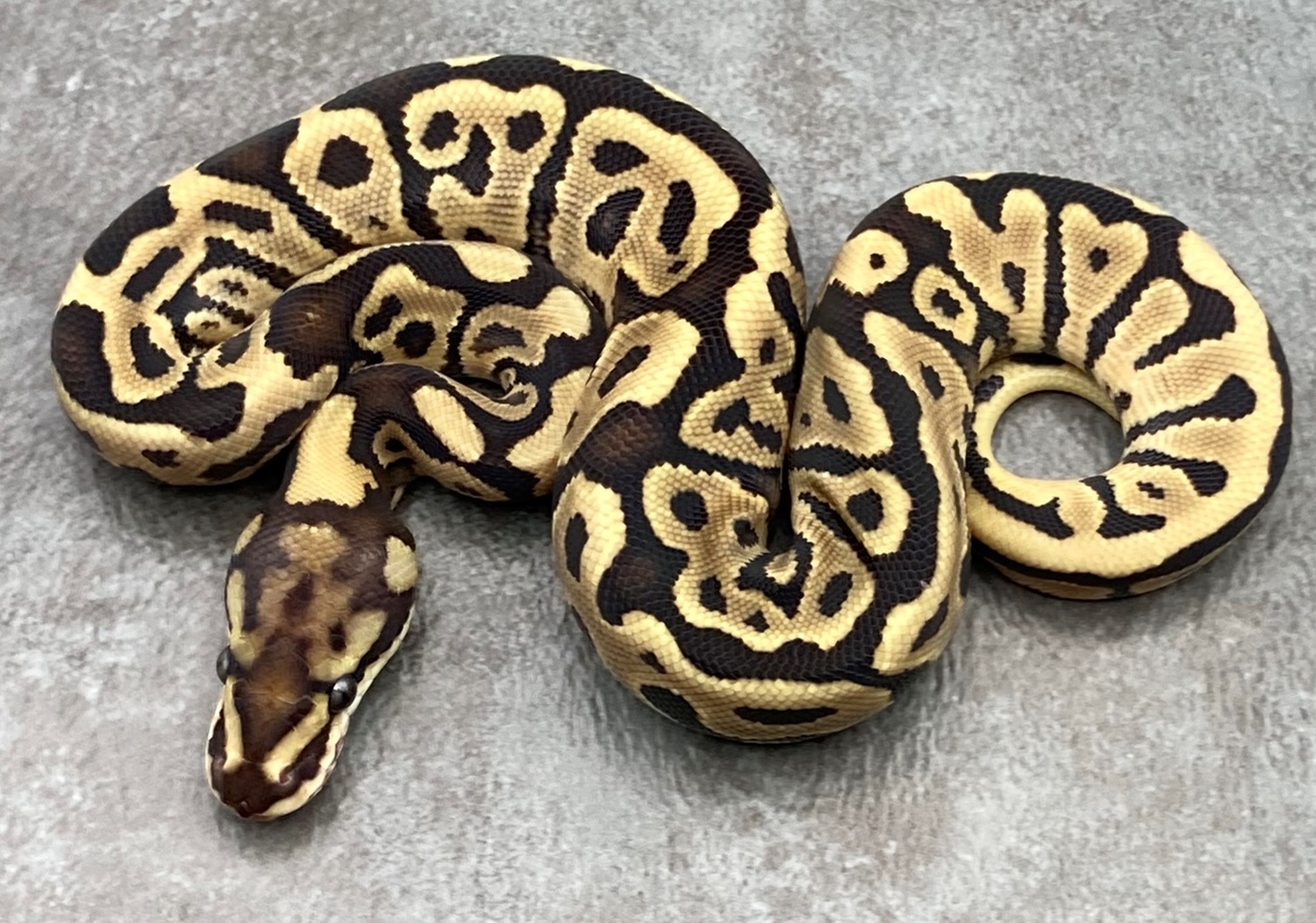 Leopard Mojave Woma Het Hypo Ball Python by Rep-Tails - MorphMarket