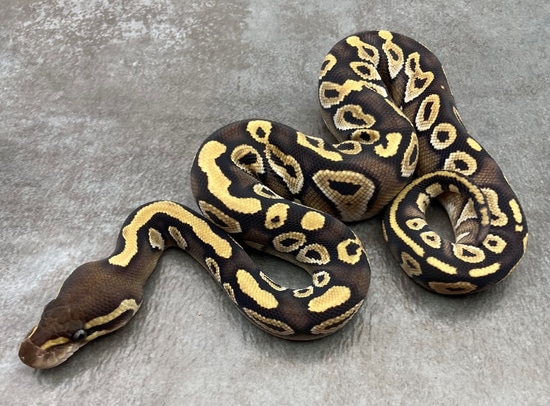 Mojave Het Hypo Ball Python by Rep-Tails