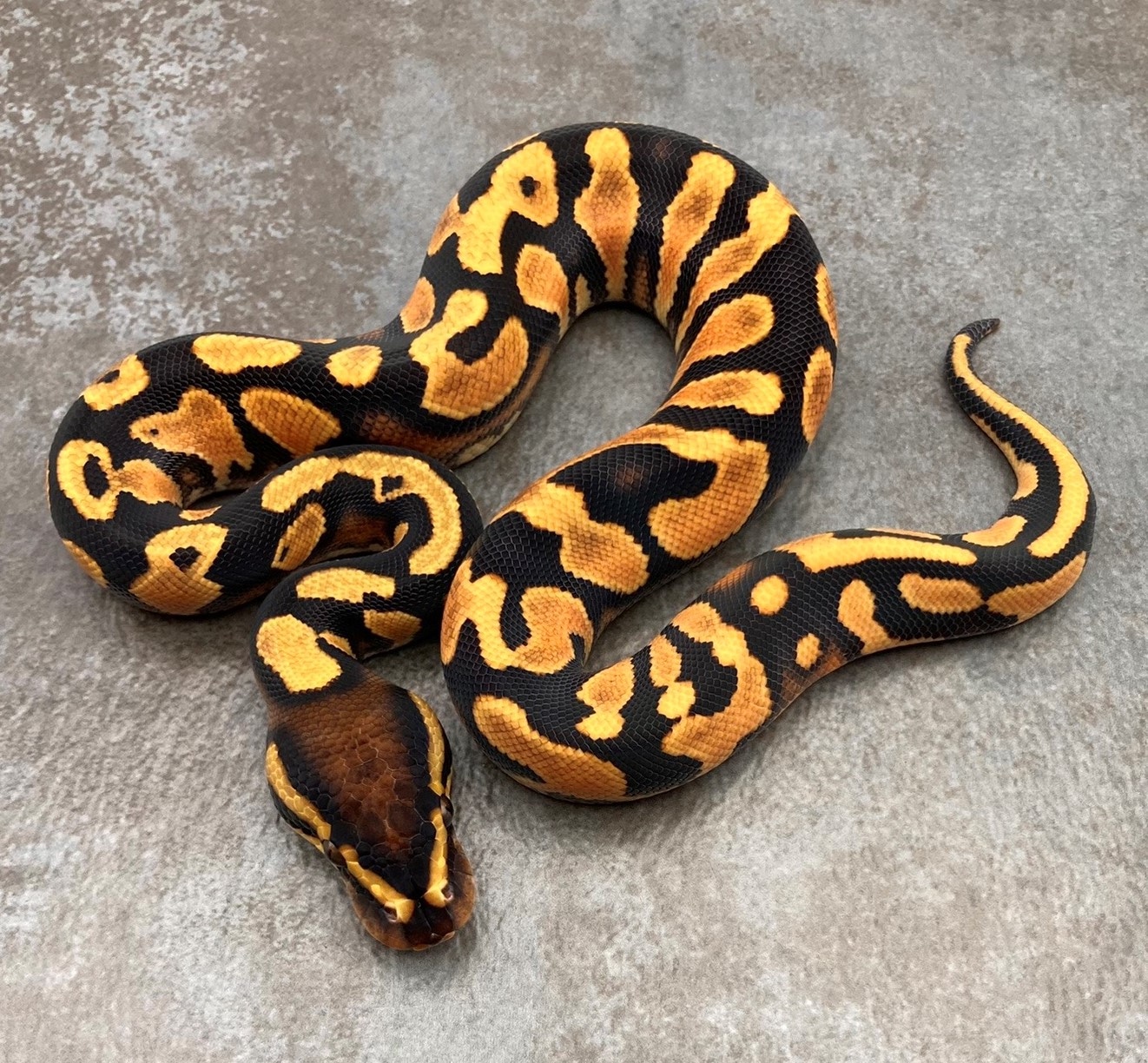 Super OD YB Ball Python by Rep-Tails - MorphMarket