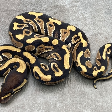 Trick Pinstripe Ball Python by Rep-Tails - MorphMarket