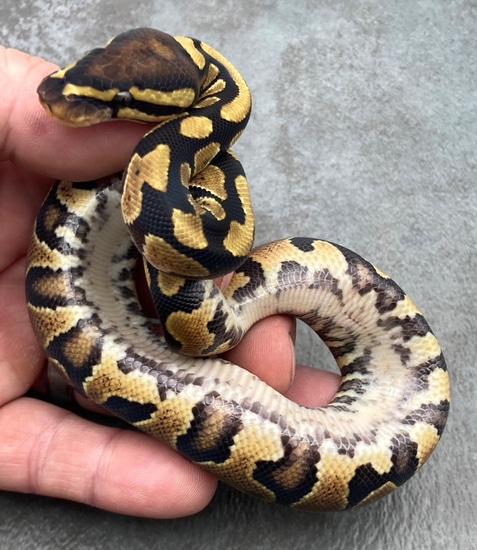 Asphalt DH Desert Ghost/clown Ball Python by Rep-Tails