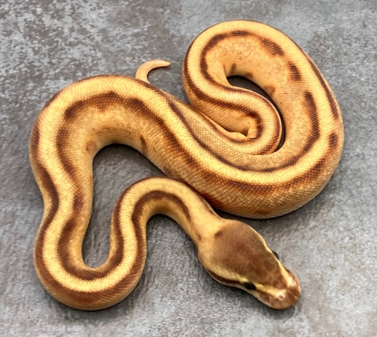 OD Enchi Fire Genetic Stripe Ball Python by Rep-Tails
