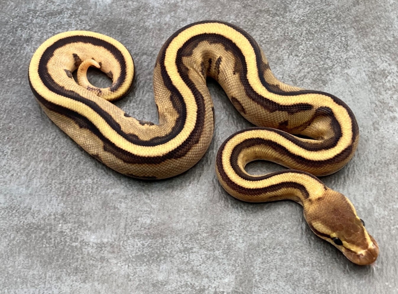 Fire Genetic Stripe Ball Python by Rep-Tails - MorphMarket