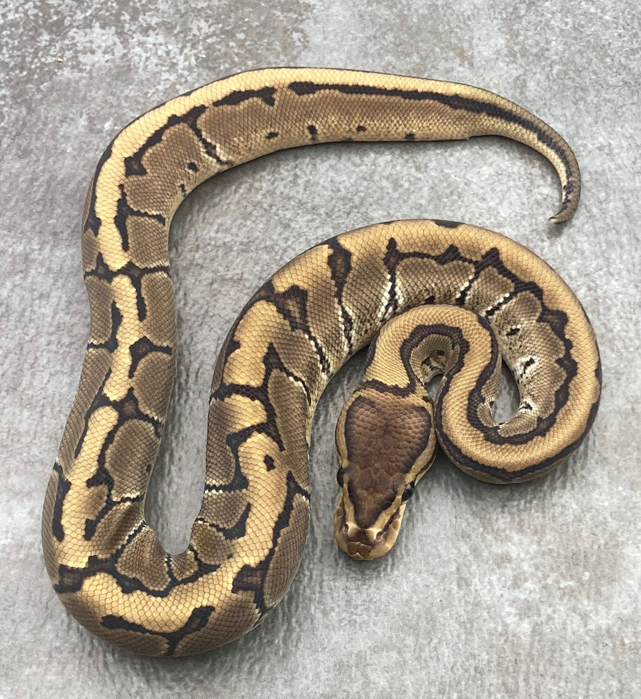 Chocolate Pinstripe Ball Python by Rep-Tails - MorphMarket