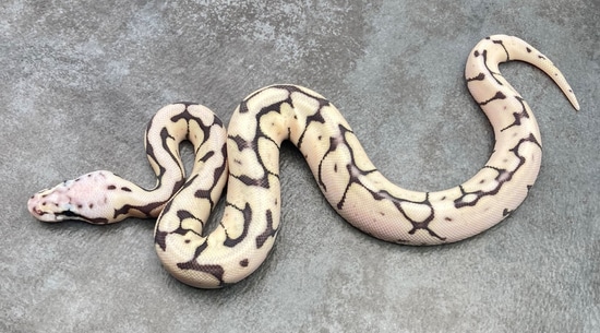 Killer Fire Bee Het Desert Ghost Ball Python by Rep-Tails