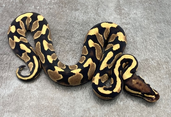 Vanilla YB DH VPI Axanthic/desert Ghost Ball Python by Rep-Tails