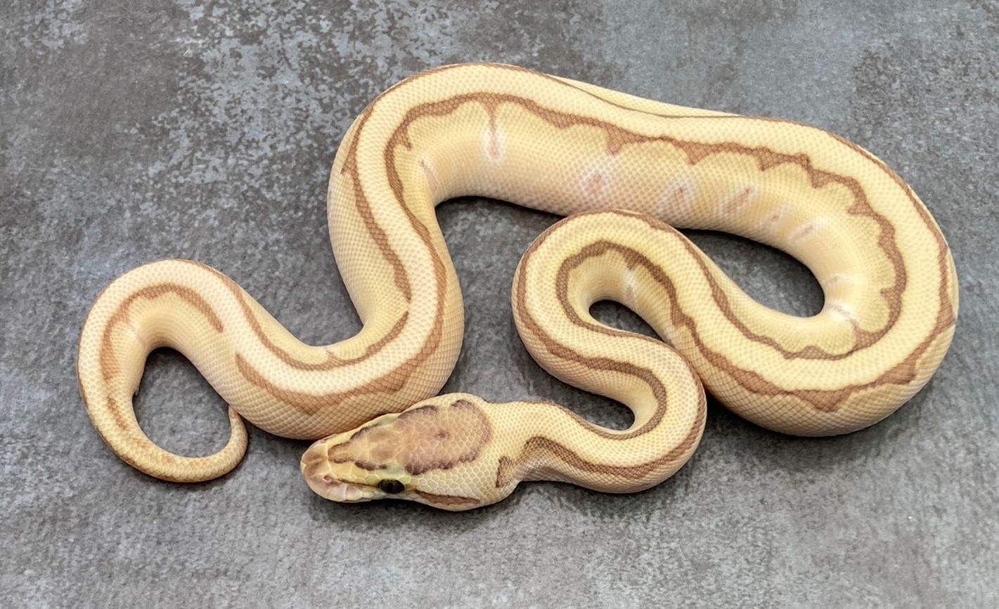 Enchi Vanilla Kingpin Het Clown Ball Python by Rep-Tails - MorphMarket