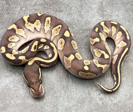 Acid Fire Trick Pinstripe World's First (Acid Trip) Ball Python by Rep ...