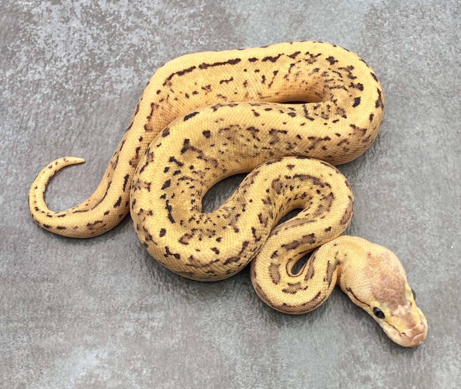 Acid Firefly Pinstripe (Acid Dragonfly) Ball Python by Rep-Tails ...
