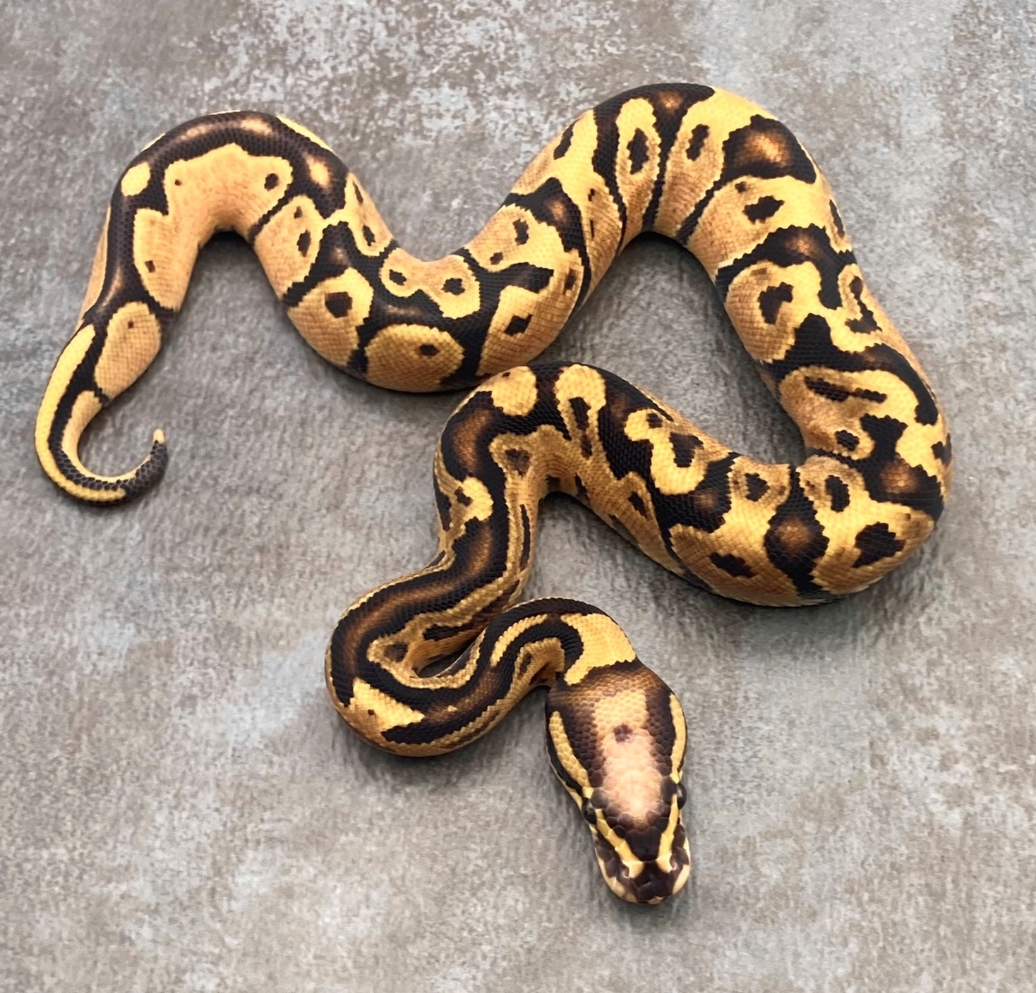 Super Vanilla Orange Dream Ball Python by Rep-Tails - MorphMarket
