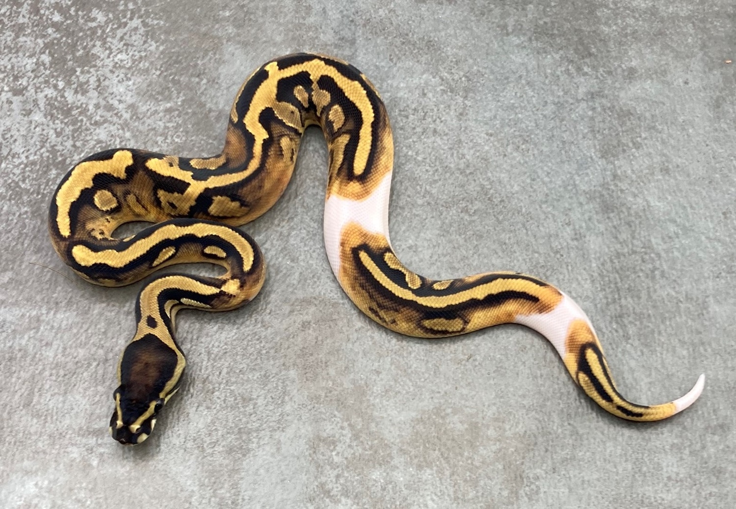 Pied Het VPI Axanthic Ball Python by Rep-Tails - MorphMarket