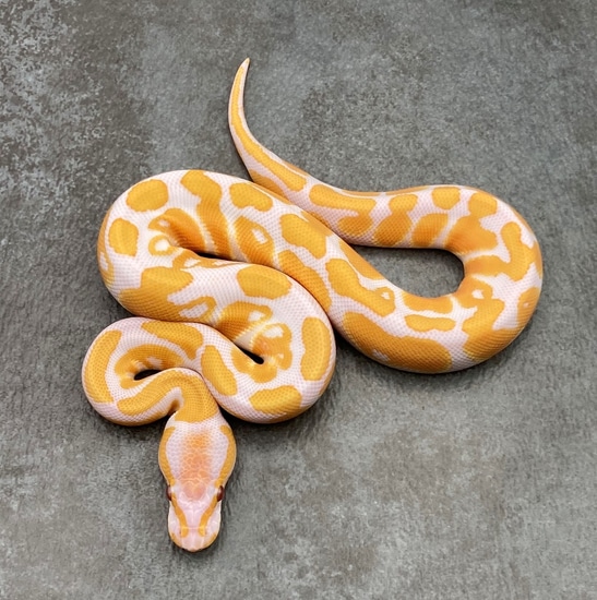 Lavender Blade Het Clown Ball Python by Rep-Tails