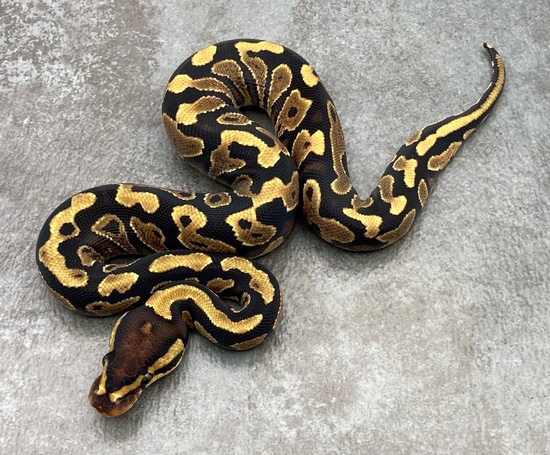 YB Het Clown Ball Python by Rep-Tails