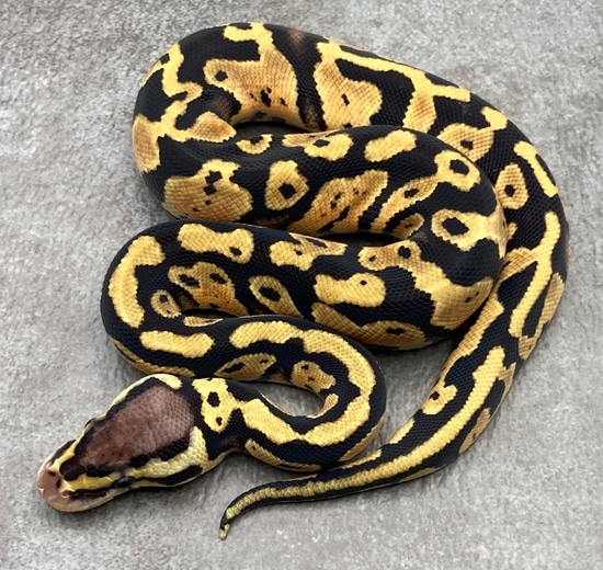 Pastel Blade DH Clown/lavender Ball Python by Rep-Tails