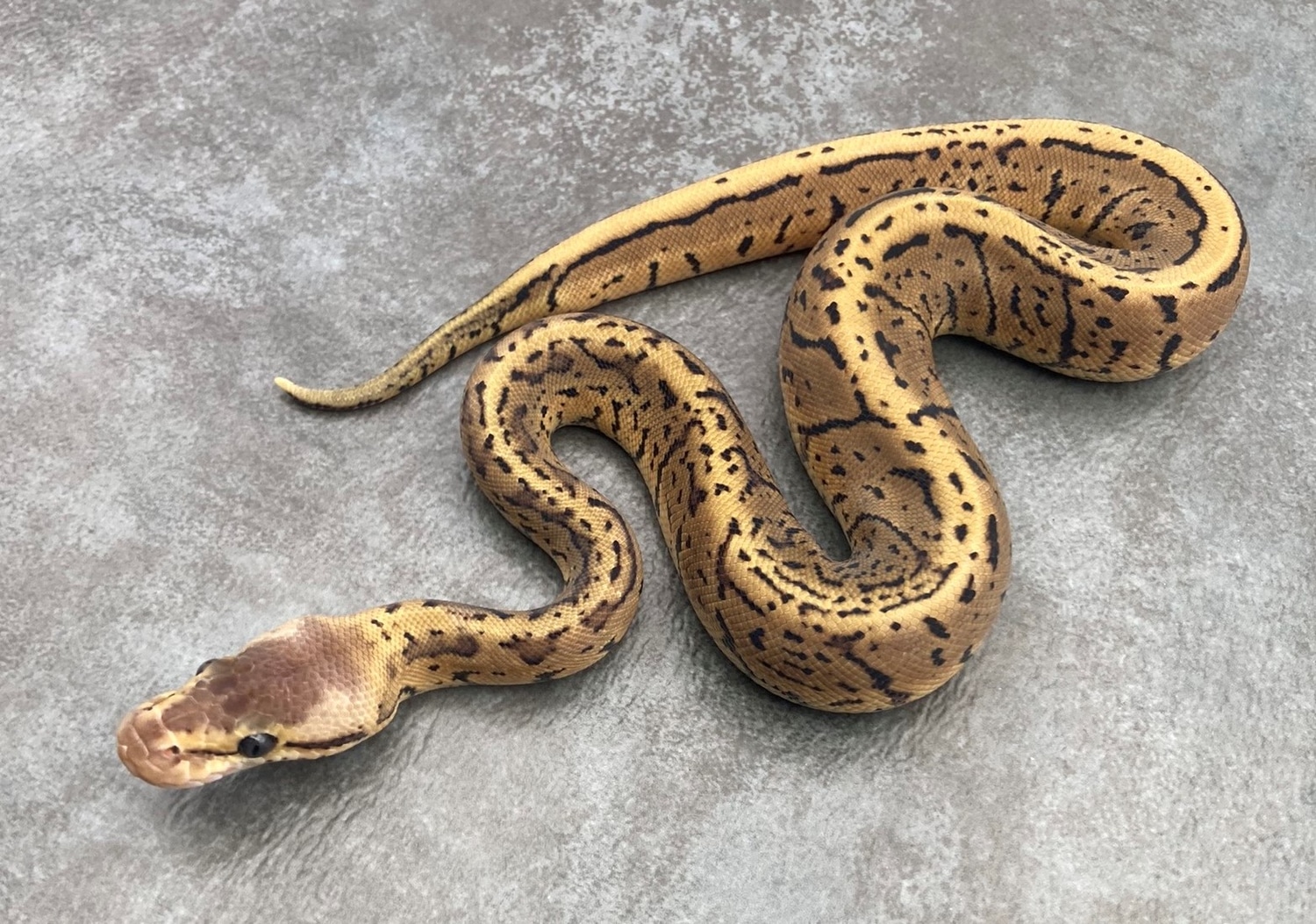 Acid Lemon Blast Ball Python by Rep-Tails - MorphMarket