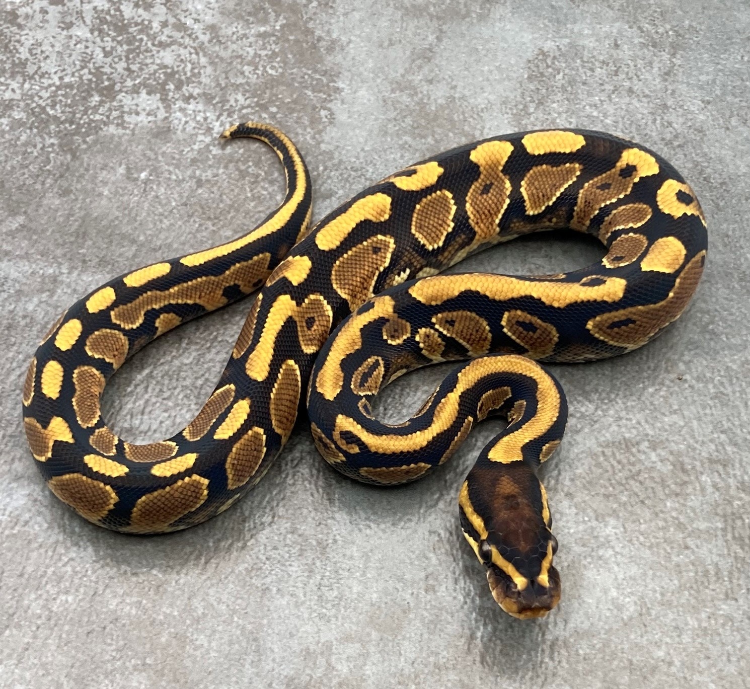 Yellow Belly Ball Python by Rep-Tails - MorphMarket