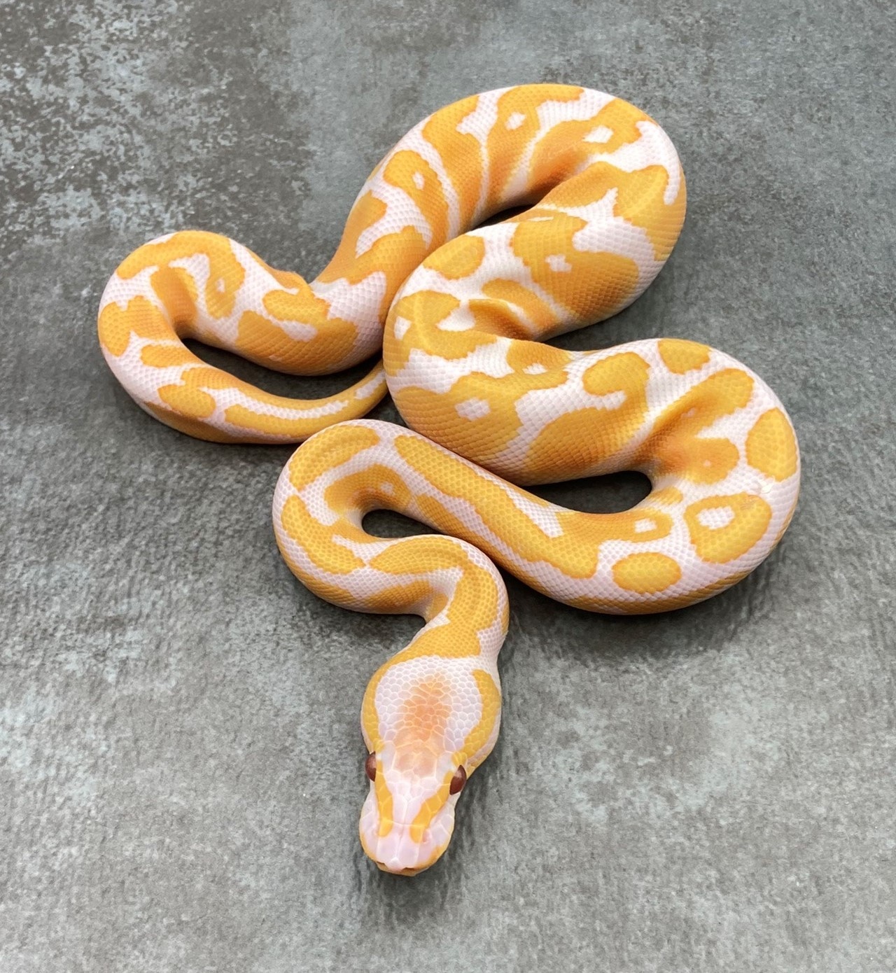 Lavender Blade Het Clown Ball Python by Rep-Tails - MorphMarket