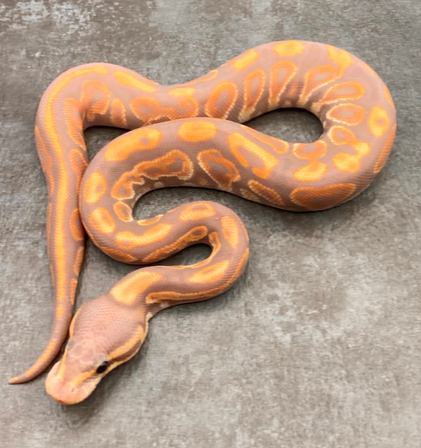 Black Pastel Banana Het Clown Ball Python by Rep-Tails - MorphMarket