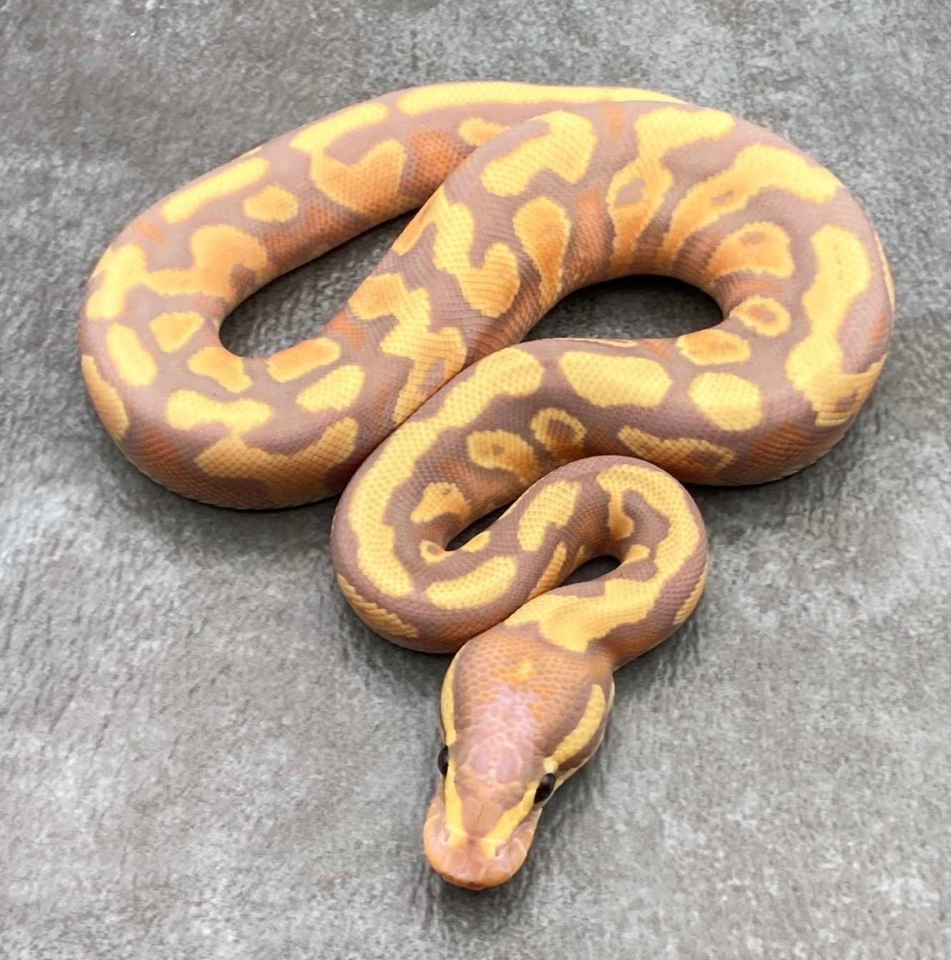 Banana YB Het Clown Ball Python by Rep-Tails - MorphMarket