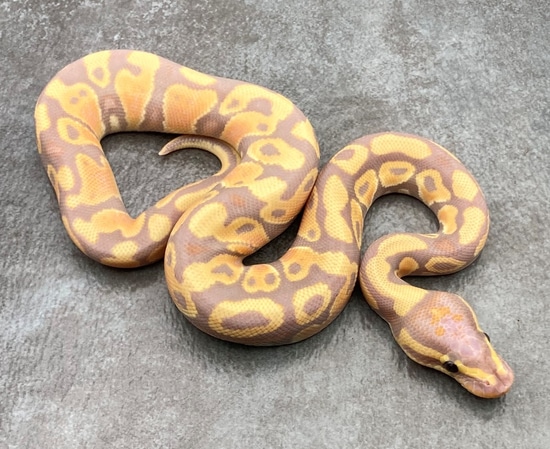 Banana Het Clown Ball Python by Rep-Tails