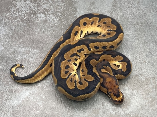 Blade Clown Het Lavender Ball Python by Rep-Tails