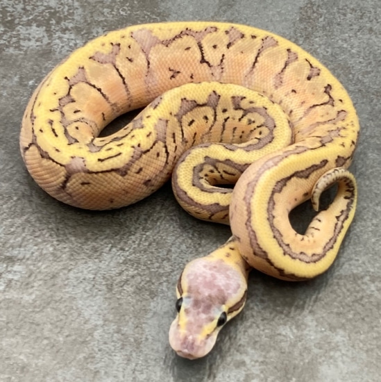 Enchi Fire Super Pastel Pinstripe Ball Python by Rep-Tails