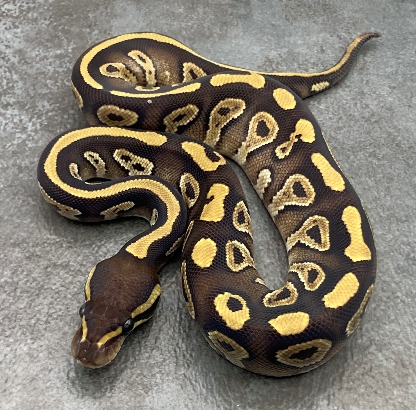 Mojave Ball Python by Rep-Tails - MorphMarket