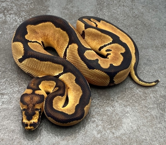 Clown Ball Python by Rep-Tails