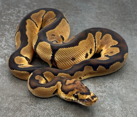 Clown Ball Python by Rep-Tails