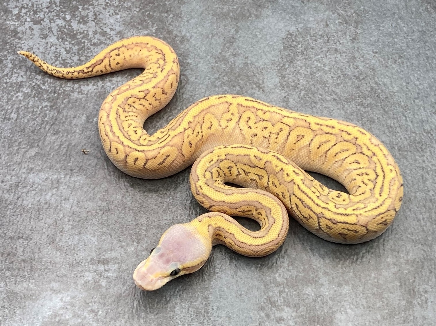 Hypo Leopard Pastel Jigsaw Ball Python by Rep-Tails - MorphMarket