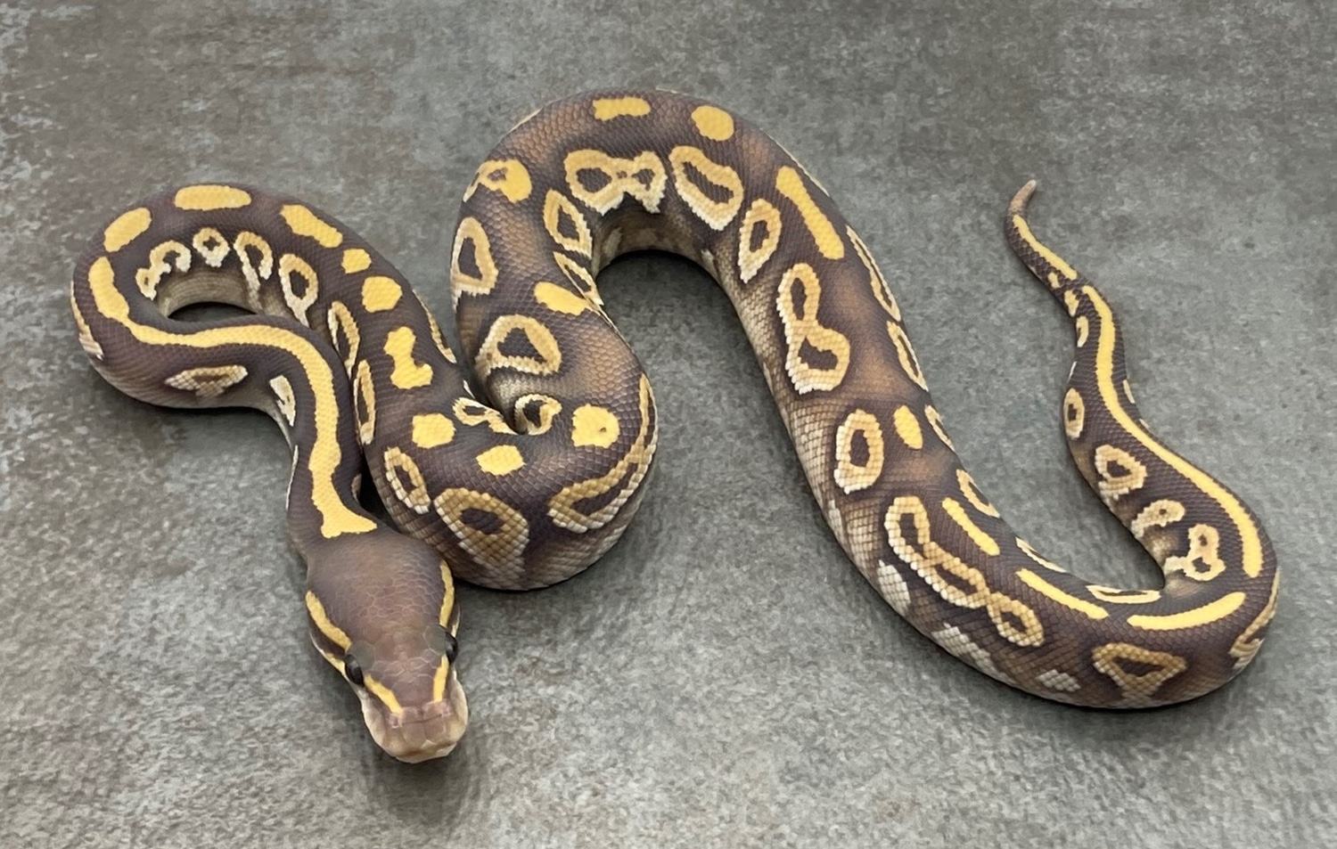 Hypo Leopard Mojave Ball Python by Rep-Tails - MorphMarket
