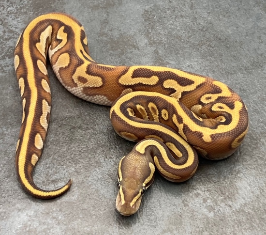 Hypo Leopard Enchi Mojave Ball Python by Rep-Tails