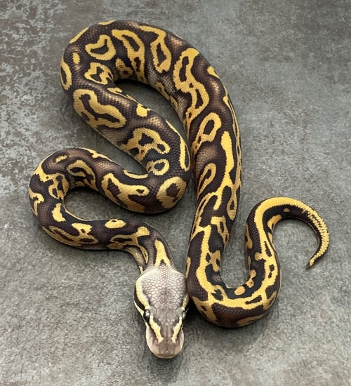 Hypo Leopard Pastel Ball Python by Rep-Tails