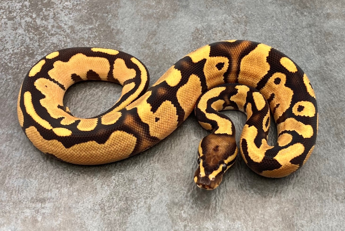 Orange Dream Fire Ball Python by Rep-Tails - MorphMarket