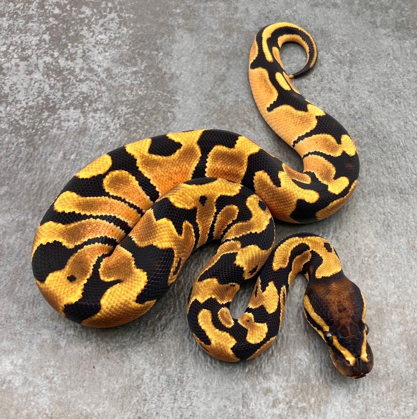 Orange Dream Enchi Ball Python by Rep-Tails - MorphMarket