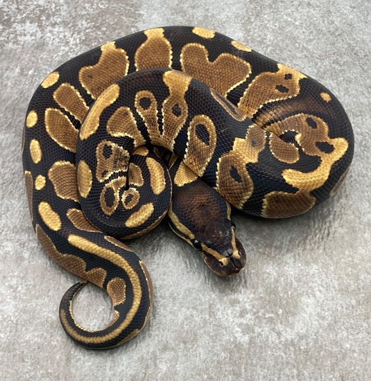 DH Ultramel/pied Ball Python by Rep-Tails