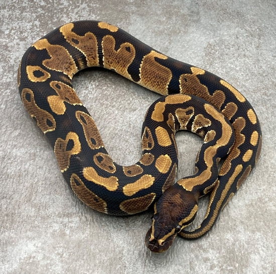 DH Ultramel/pied Ball Python by Rep-Tails