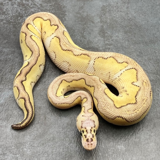 Pastel Butter Clown (Stub Tail) Ball Python by Rep-Tails